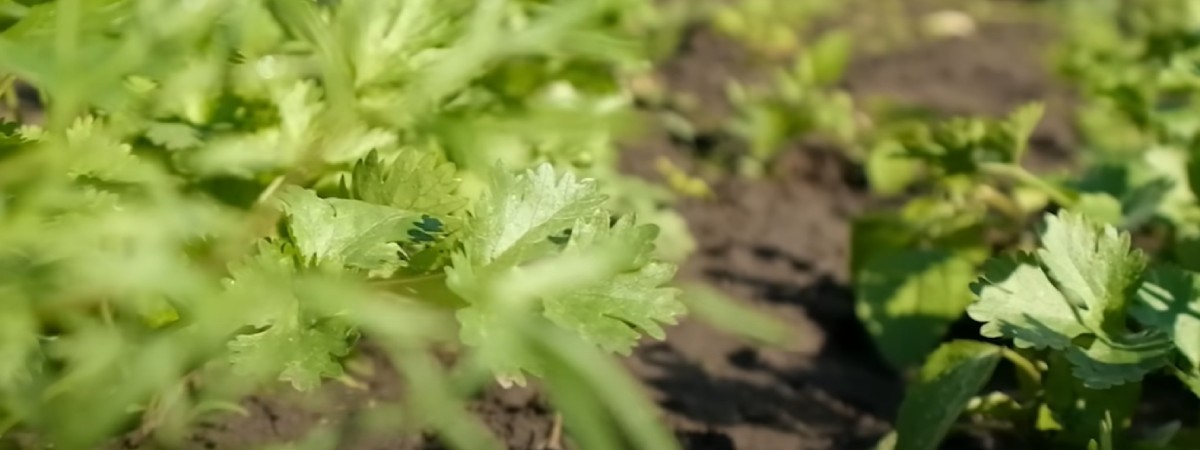 Cilantro: propiedades, orígen y usos en la cocina - Oriental Market